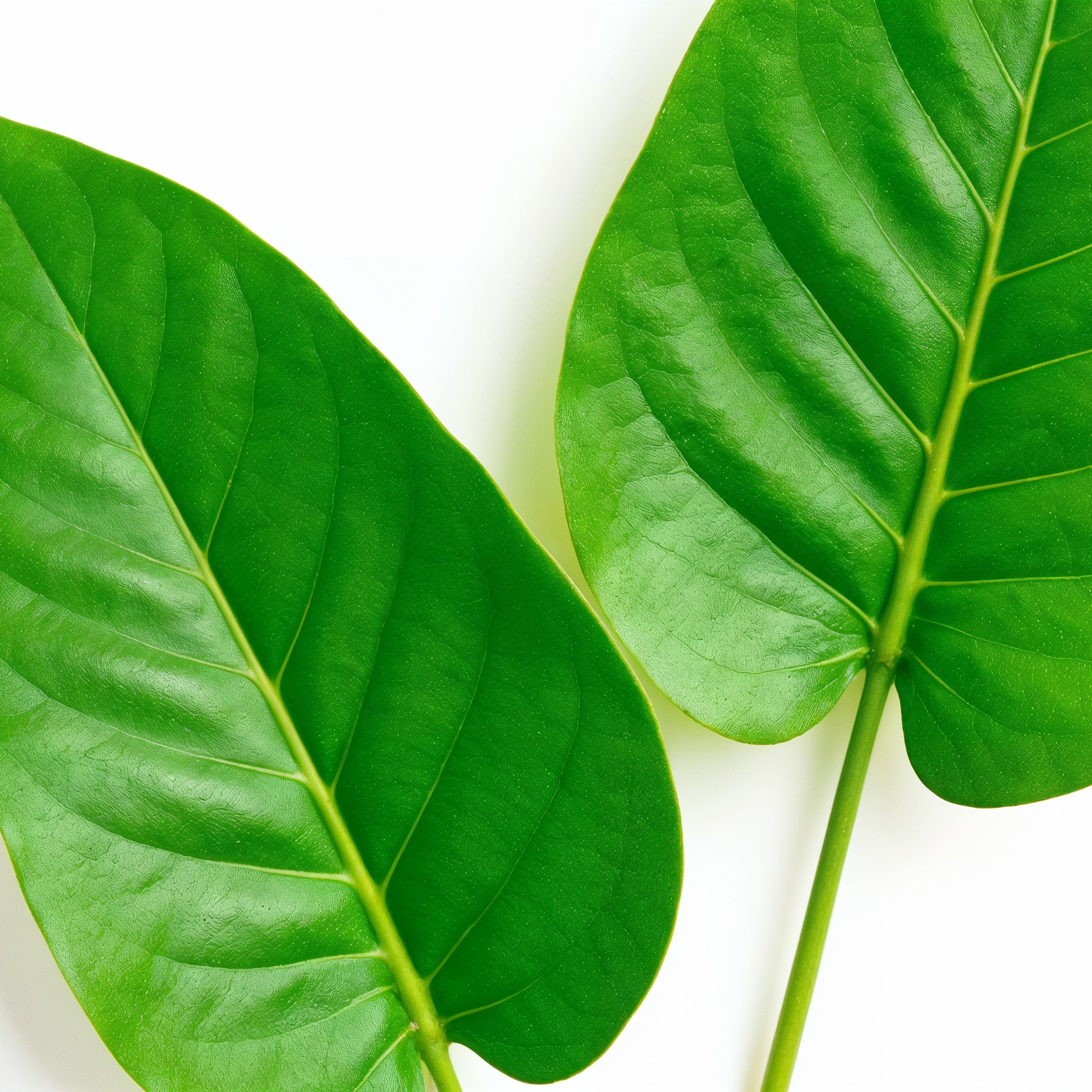 The Health Benefits of Banaba Leaf: Nature’s Ally for Blood Sugar and